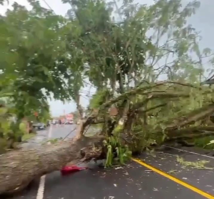 Pohon Tumbang di Tabanan, Jalur Denpasar Singaraja Macet | Warta Bali ...