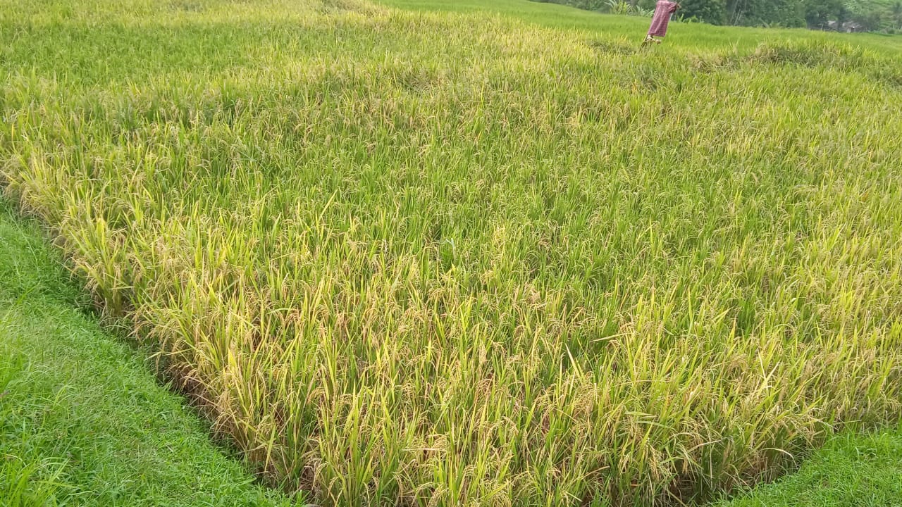 26 Hektar Tanaman Padi di Penebel Diserang Hama Tikus, Petani Rugi ...